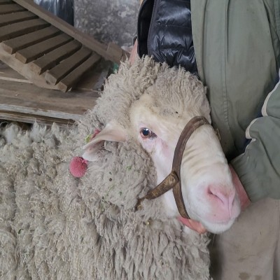 Ovinos en Patagonia: la oportunidad de la calidad pensada desde el ...